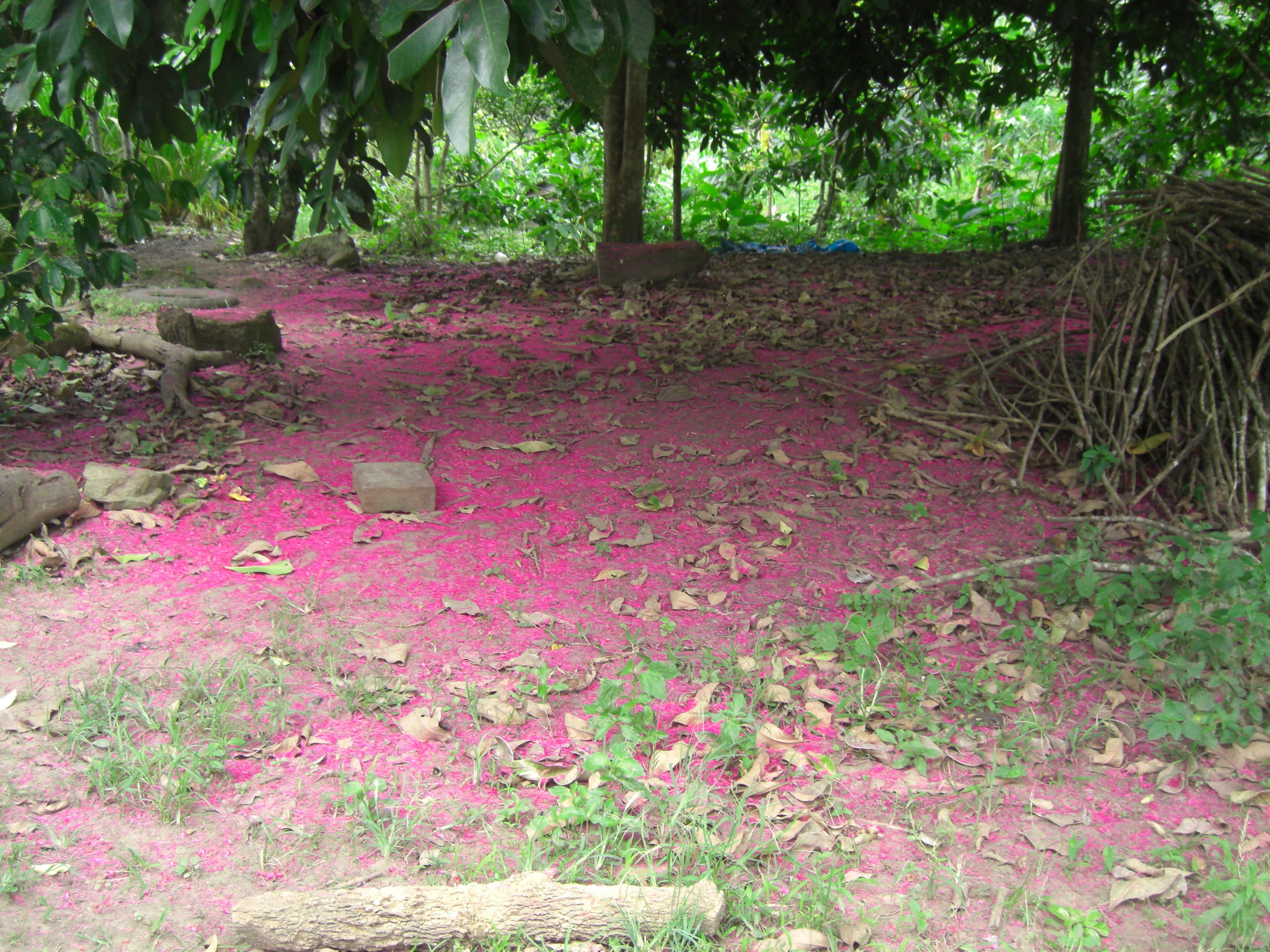 Pumarosa: Una Flor Hermosa Y Una Fruta Rica! Rosada Alfombra | El ...